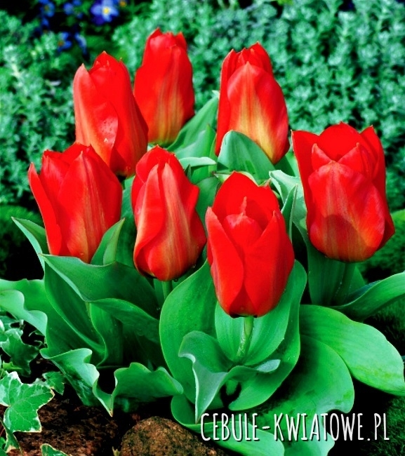Tulipan Niski Fostera Princeps 5 szt. - Cebule-kwiatowe.pl