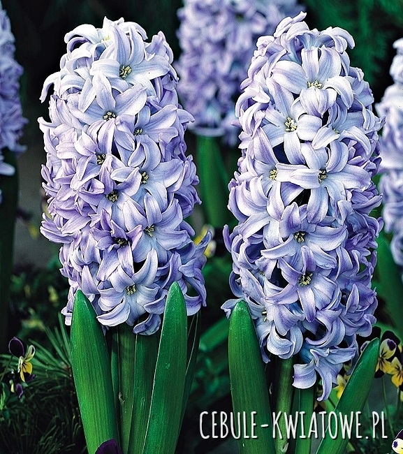 Hiacynt Sky Jacket 10 szt. - Cebulki Lilii Azjatyckich Dwukolorowych ...