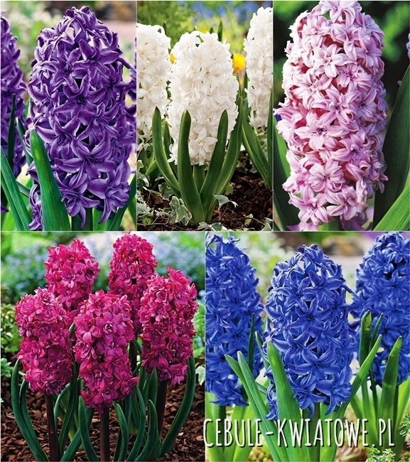 Zestaw Hiacynt Pełny - Nasiona Rumianku - Cebule-kwiatowe.pl