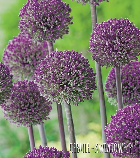 Allium - Czosnek Summer Drummer 1 szt. - Cebulki Lilii Azjatyckich ...