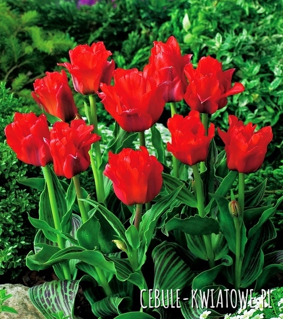 Tulipan Ekskluzywny Double Red Riding Hood 5 szt. - Cebule-kwiatowe.pl