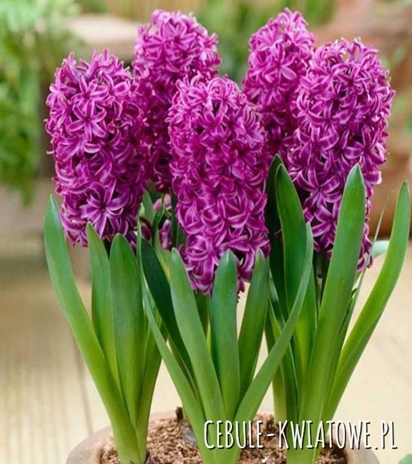 Hiacynt Purple Palace 5 szt - Cebule-kwiatowe.pl