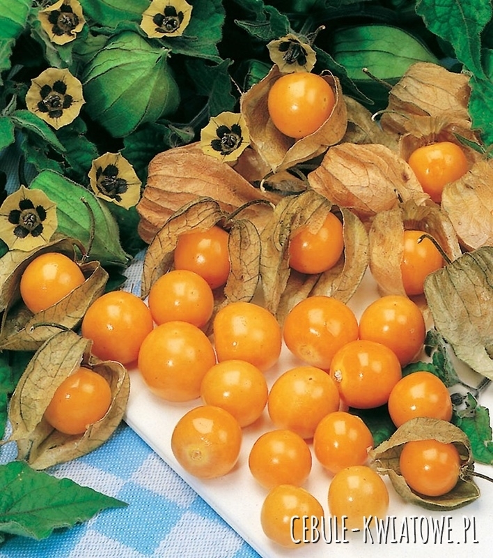 Rodzynek Brazylijski - Cebule-kwiatowe.pl