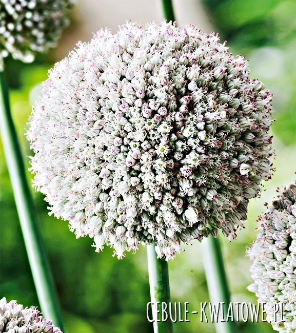 Allium Czosnek White Cloud 5 szt. - Cebulki i Sadzonki Warzyw - Cebule ...