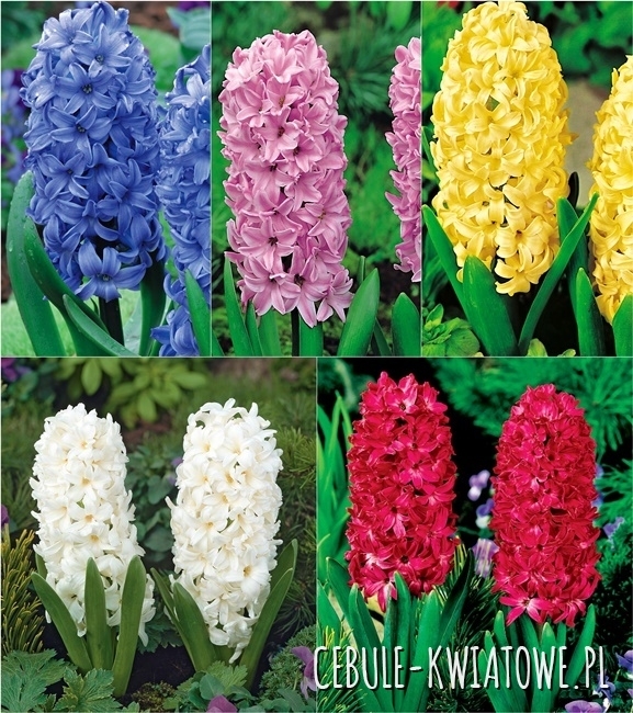 Zestaw Hiacynt XXL - Cebule-kwiatowe.pl