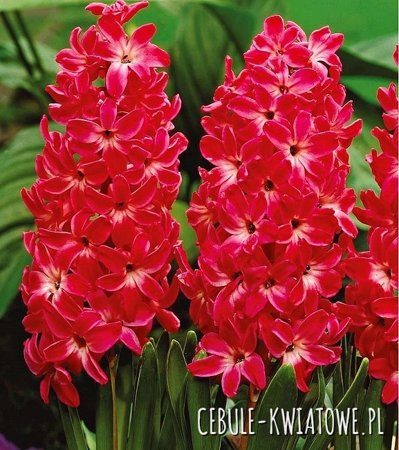 Hiacynt Red Glory 3 szt. - Cebulki Begonii Zwisających Pełnych - Cebule ...