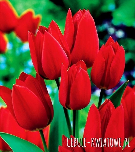 Tulipan Wielokwiatowy Fiery Club 5 szt. - Cebule-kwiatowe.pl