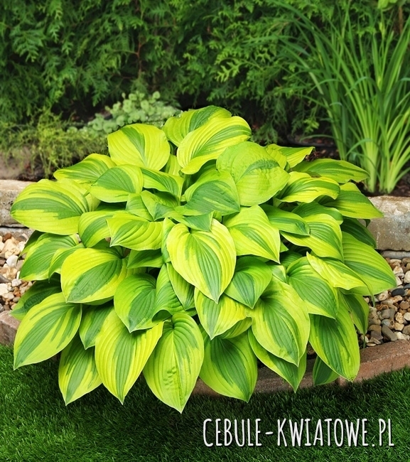Hosta - Funkia Velvet Moon 1 szt. - Cebule-kwiatowe.pl