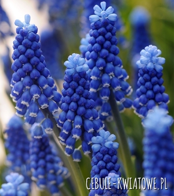 Muscari - Szafirek Super Star 10 szt. - Cebule-kwiatowe.pl