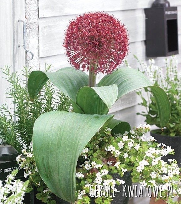 Allium - Czosnek Red Giant 1 szt. - Cebulki Cebulicy - Cebule-kwiatowe.pl