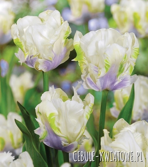 Tulipan Papuzi White Lizard 5 szt. - Cebule-kwiatowe.pl