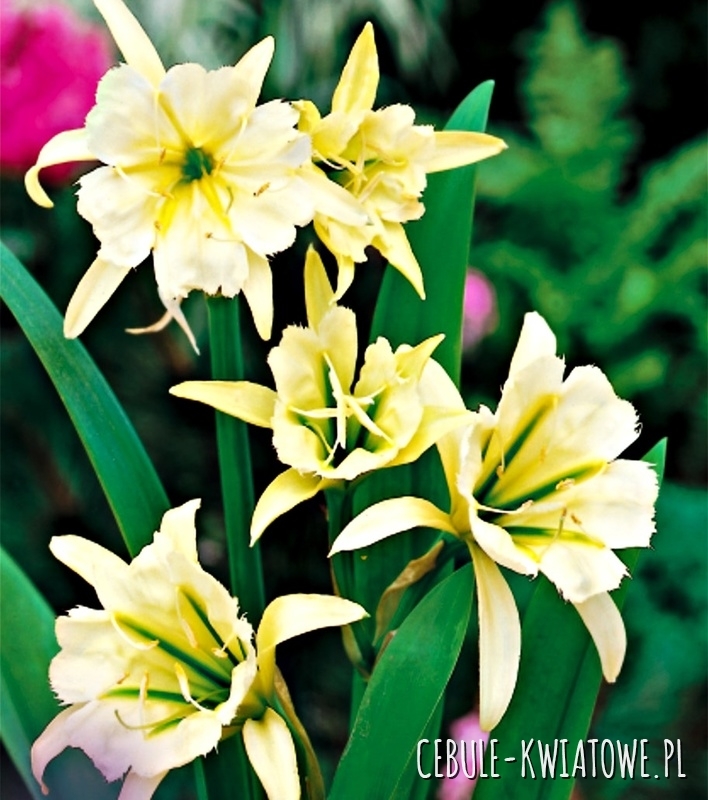 Ismena Sulphur Queen Ismena Błonczatka 1 szt. - Cebule-kwiatowe.pl