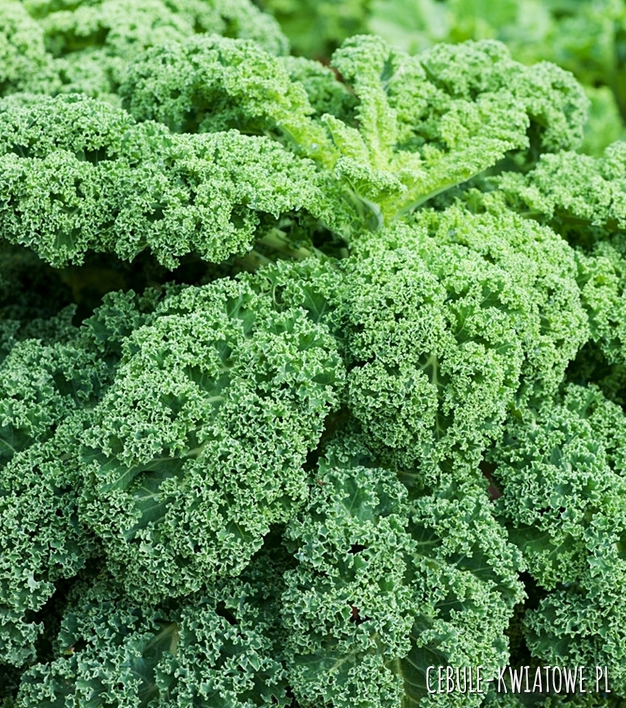 Jarmuż Dwarf Green Curled - Cebule-kwiatowe.pl