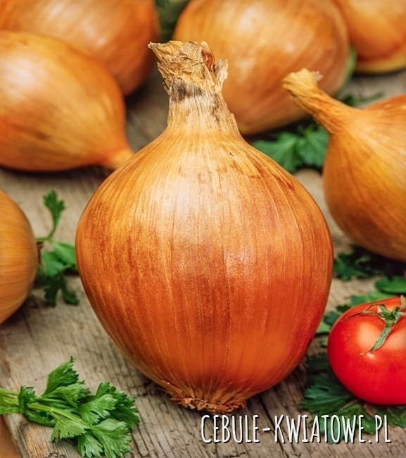 Cebula Exhibition - słodka i duża, do 2 kg - Cebule-kwiatowe.pl