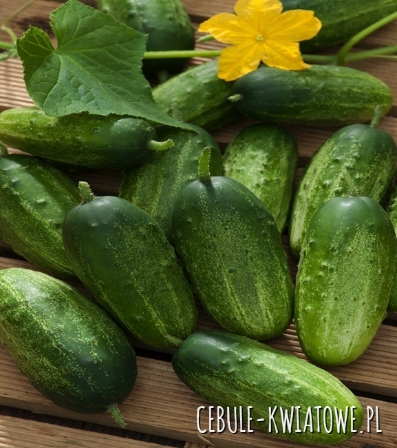 Ogórek Korniszon Anulka F1 - średniowczesny - Cebule-kwiatowe.pl