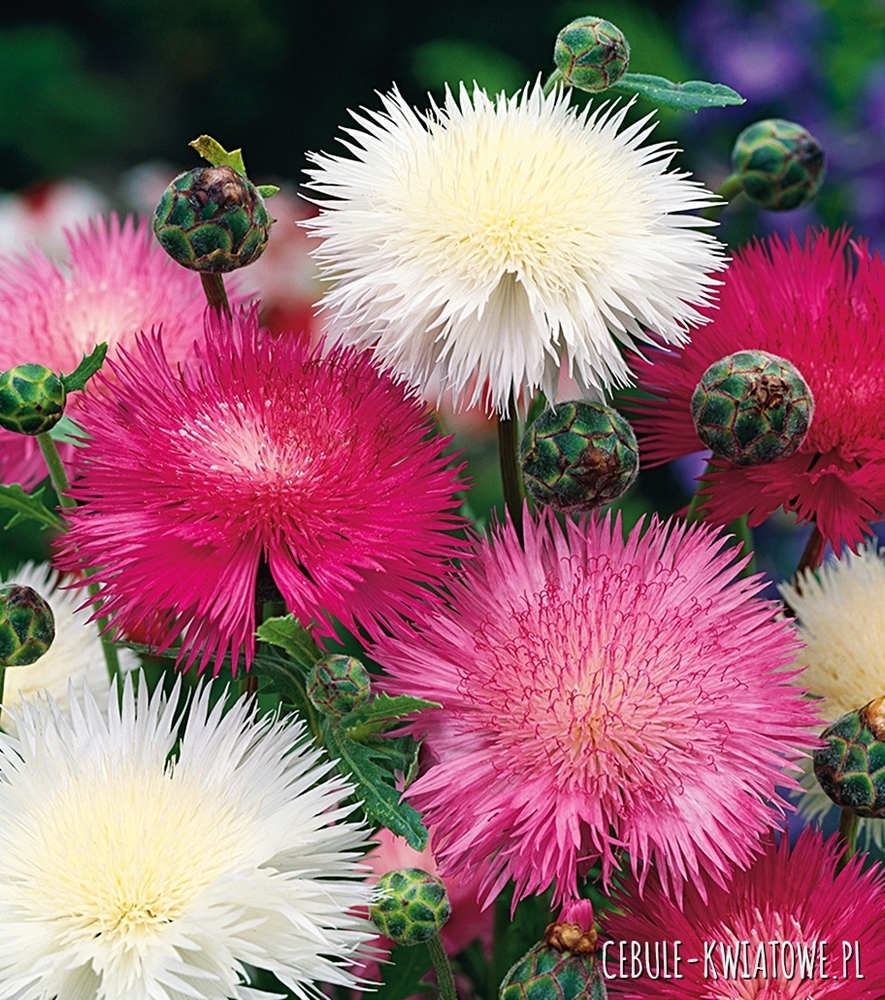 Chaber Piżmowy / Cesarski mieszanka - Cebule-kwiatowe.pl