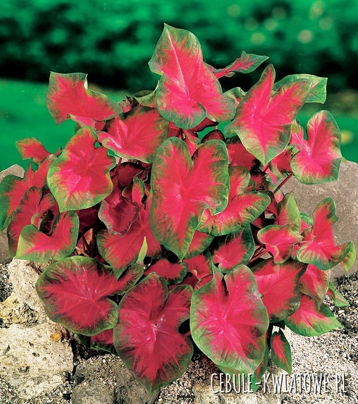 Caladium - Kaladium Blaze 1 szt. - Cebule-kwiatowe.pl