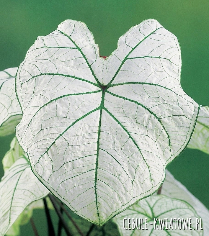 Caladium - Kaladium June Bride 1 szt. - Cebule-kwiatowe.pl