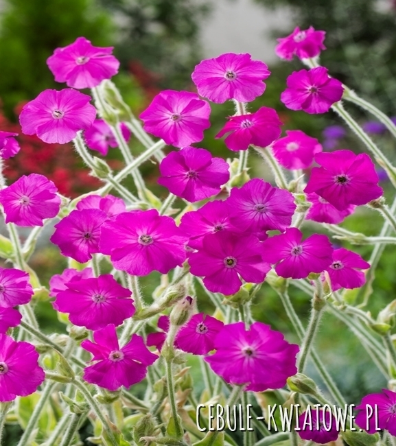 Firletka wieńcowa amarantowa - Cebule-kwiatowe.pl