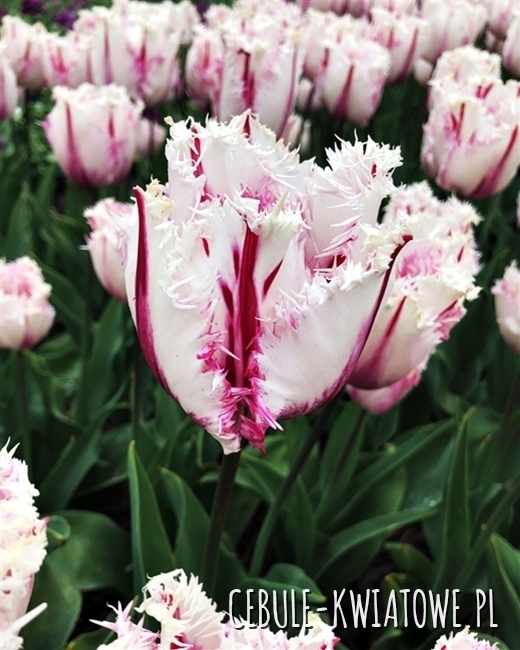 Tulipan Strzępiasty Coldplay 5 szt. - Cebule-kwiatowe.pl