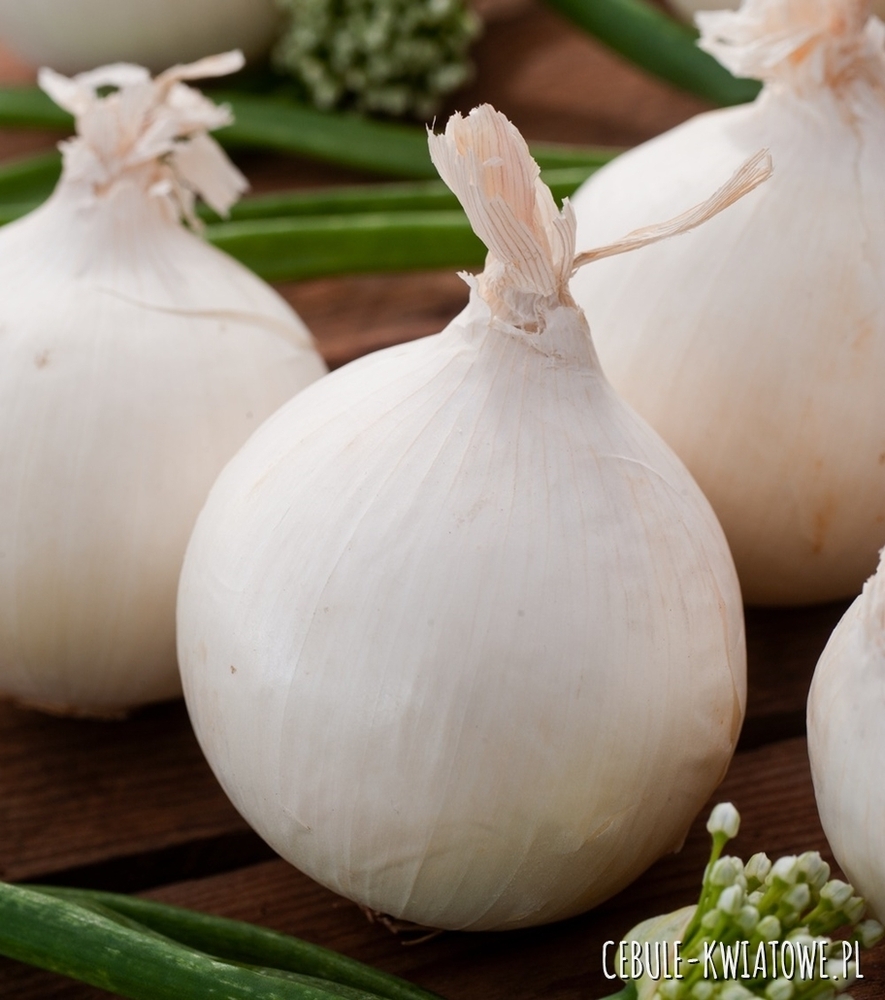 Cebula Finezja łagodna biała śr. wczesna - Cebule-kwiatowe.pl