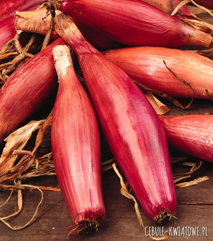 Cebula Rossa Lunga Di Firenze wydłużony kształt słodka delikatna ...