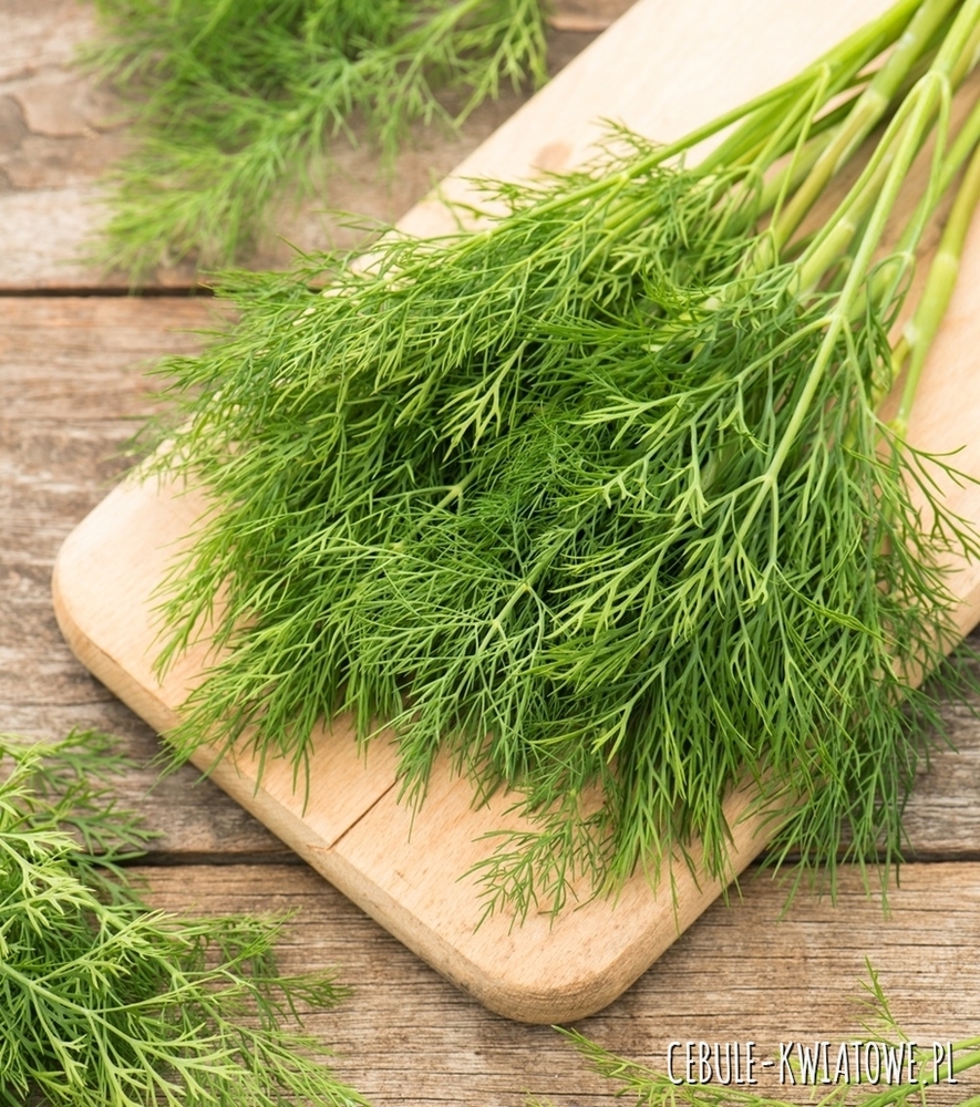 Koper Ogrodowy Turkus Uniwersalny odmiana plenna wczesny - Cebule ...