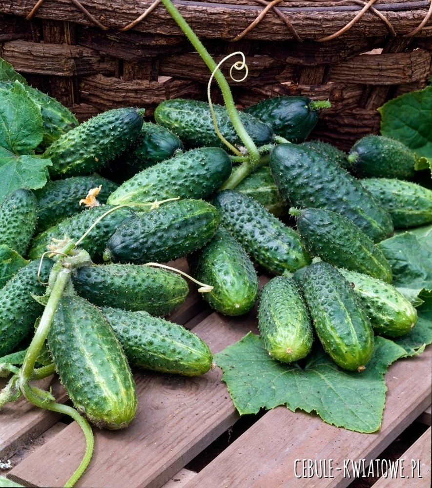 Ogórek Gruntowy Zefir F1 wczesny silny wigor - Cebule-kwiatowe.pl