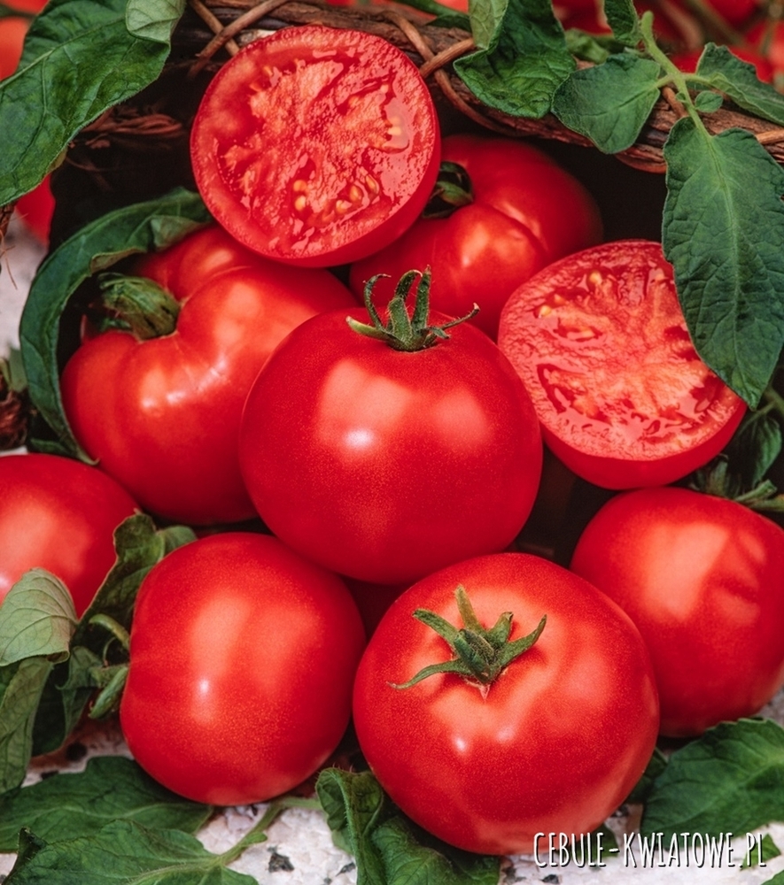 Pomidor Gruntowy Alka wczesny karłowy polecany do przetwórstwa - Cebule-kwiatowe.pl