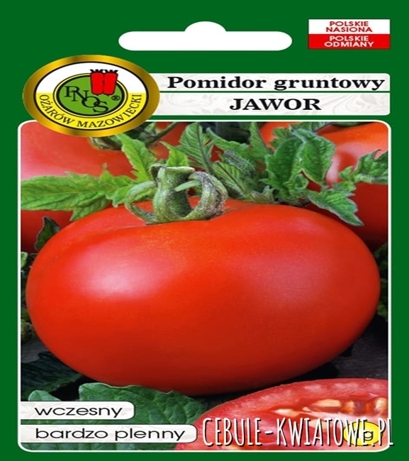 Pomidor Gruntowy Jawor wczesny b. plenny - Cebule-kwiatowe.pl