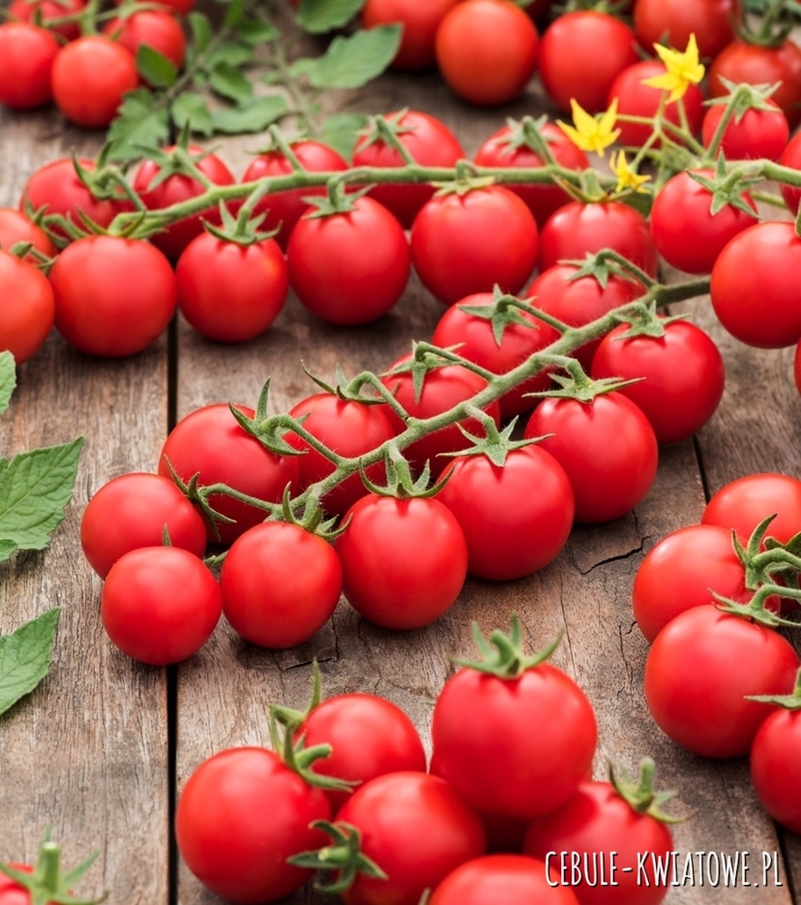 Pomidor Gruntowy Koralik śr. wczesny cherry - Cebule-kwiatowe.pl