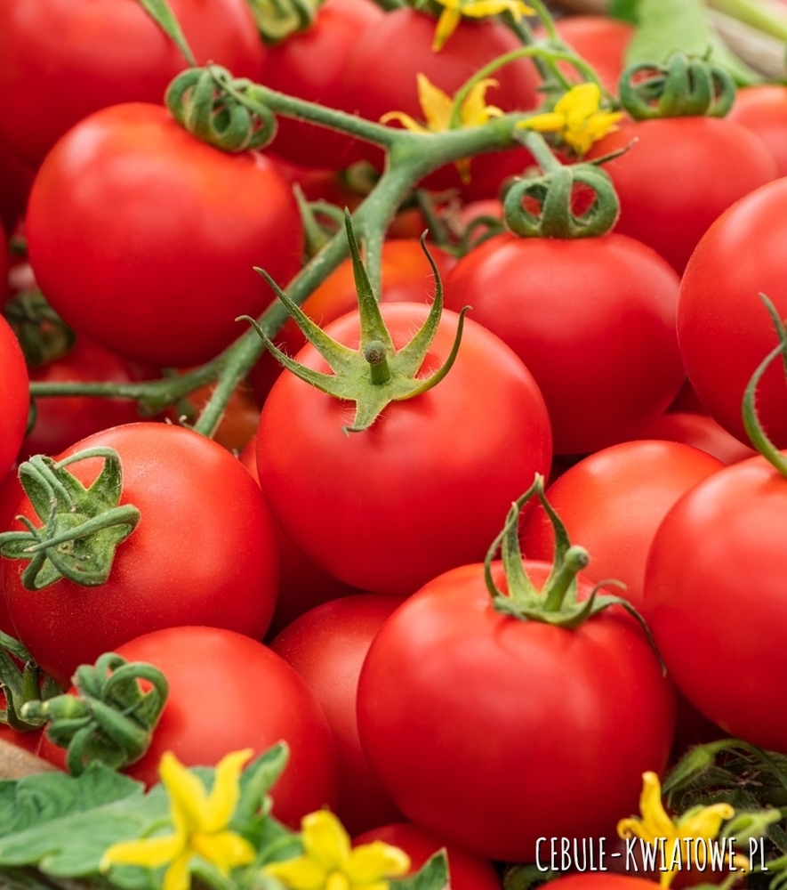 Pomidor Gruntowy Samuraj wczesny b. plenny do gruntu - Cebule-kwiatowe.pl