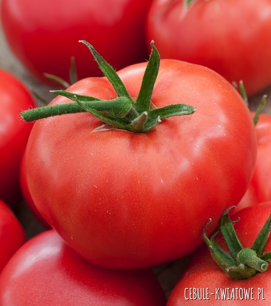 Pomidor Gruntowy Ułan śr. wczesny - Cebule-kwiatowe.pl