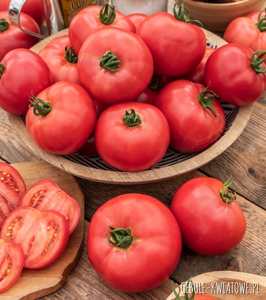 Pomidor Pod Osłony Pelikan F1 śr. wczesny plenny gruntowy tunelowy - Cebule-kwiatowe.pl