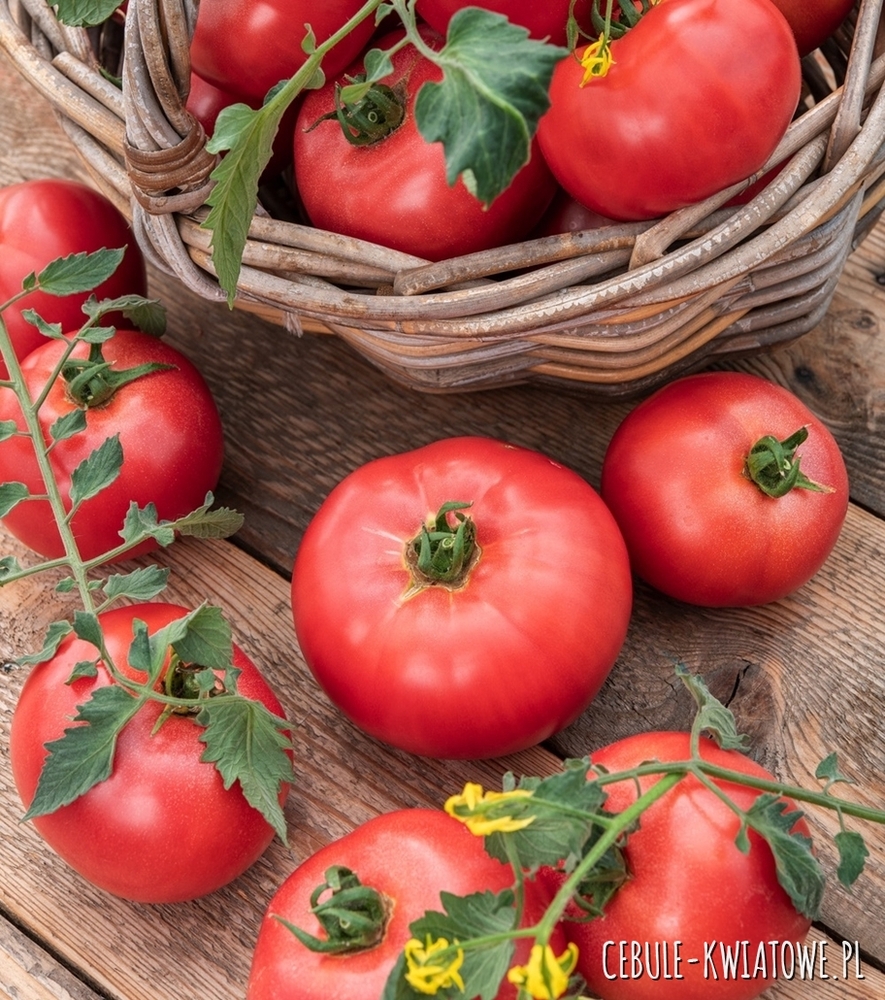 Pomidor Pod Osłony Perkoz F1 śr. wczesny szklarniowy - Cebule-kwiatowe.pl