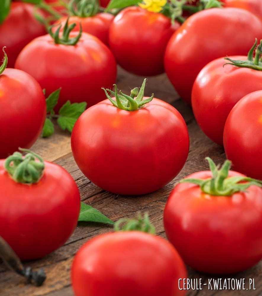 Pomidor Pod Osłony Tukan F1 wczesny b. plenny - Cebule-kwiatowe.pl