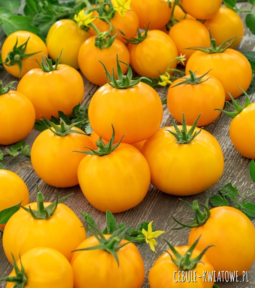 Pomidor Tunelowy Akron F1 śr. wczesny mieszaniec odporne na pękanie - Cebule-kwiatowe.pl