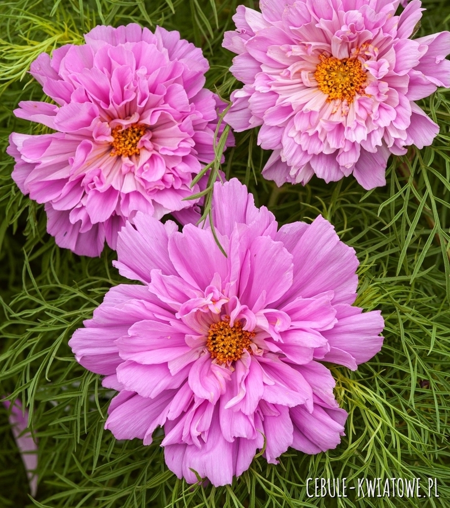 Onętek Double Dutch Rose miododajny jednoroczny długie kwitnienie ...