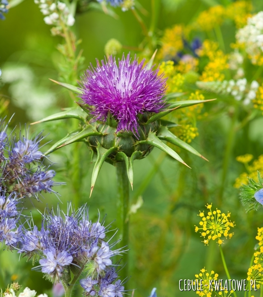 Ostropest Plamisty miododajny idealny na kwiat cięty - Cebule-kwiatowe.pl