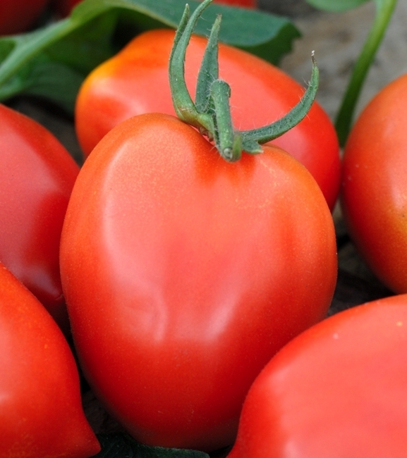 Pomidor szklarniowy Big Mama F1 - Cebule-kwiatowe.pl