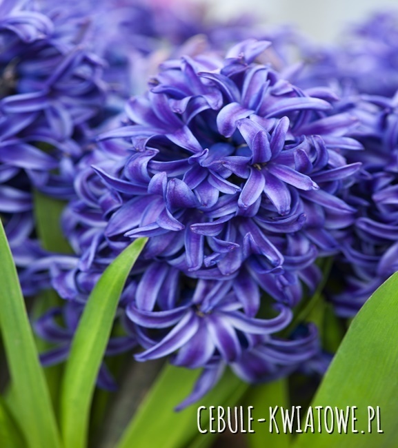 Hiacynt Blue Pearl 5 szt. - Cebule-kwiatowe.pl