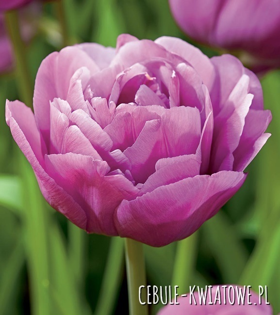 Tulipan Pełny Backpacker 5 szt. - Cebule-kwiatowe.pl