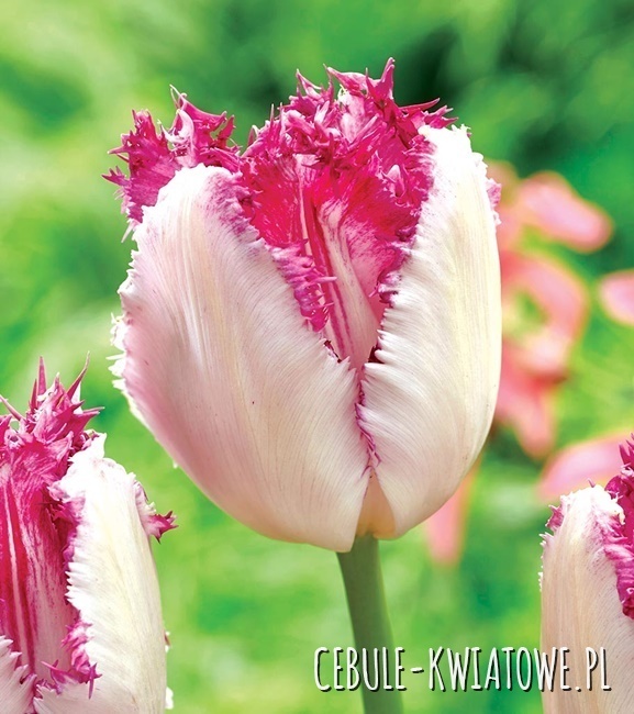 Tulipan Strzępiasty Eyelash 5 szt. - Cebule-kwiatowe.pl
