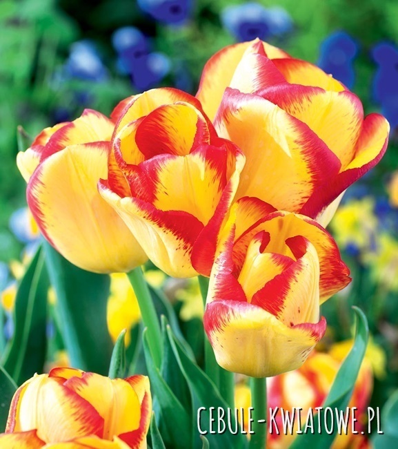Tulipan Triumph Outbreak 5 szt. - Cebule-kwiatowe.pl