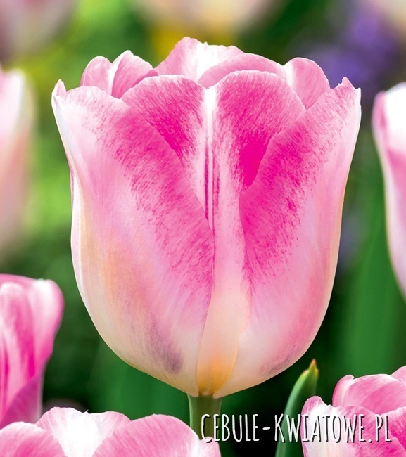 Tulipan Triumph Infiniti 5 szt. - Cebule-kwiatowe.pl