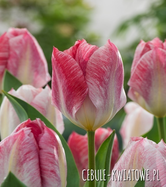 Tulipan Fostera Flaming Purissima 5 szt. - Cebule-kwiatowe.pl