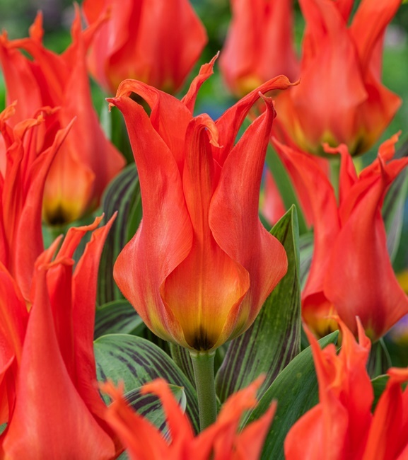 Tulipan Fostera Rigas Barikades 5 szt. - Cebule-kwiatowe.pl