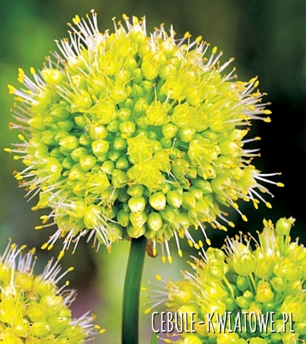 Allium Czosnek Gladiator 1 szt. - Cebule-kwiatowe.pl
