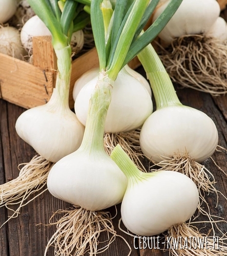 Cebula czerwona Karmen - Cebule-kwiatowe.pl