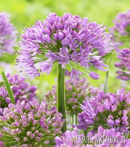 Allium-Czosnek ozdobny cebulki czosnków - Cebule-kwiatowe.pl